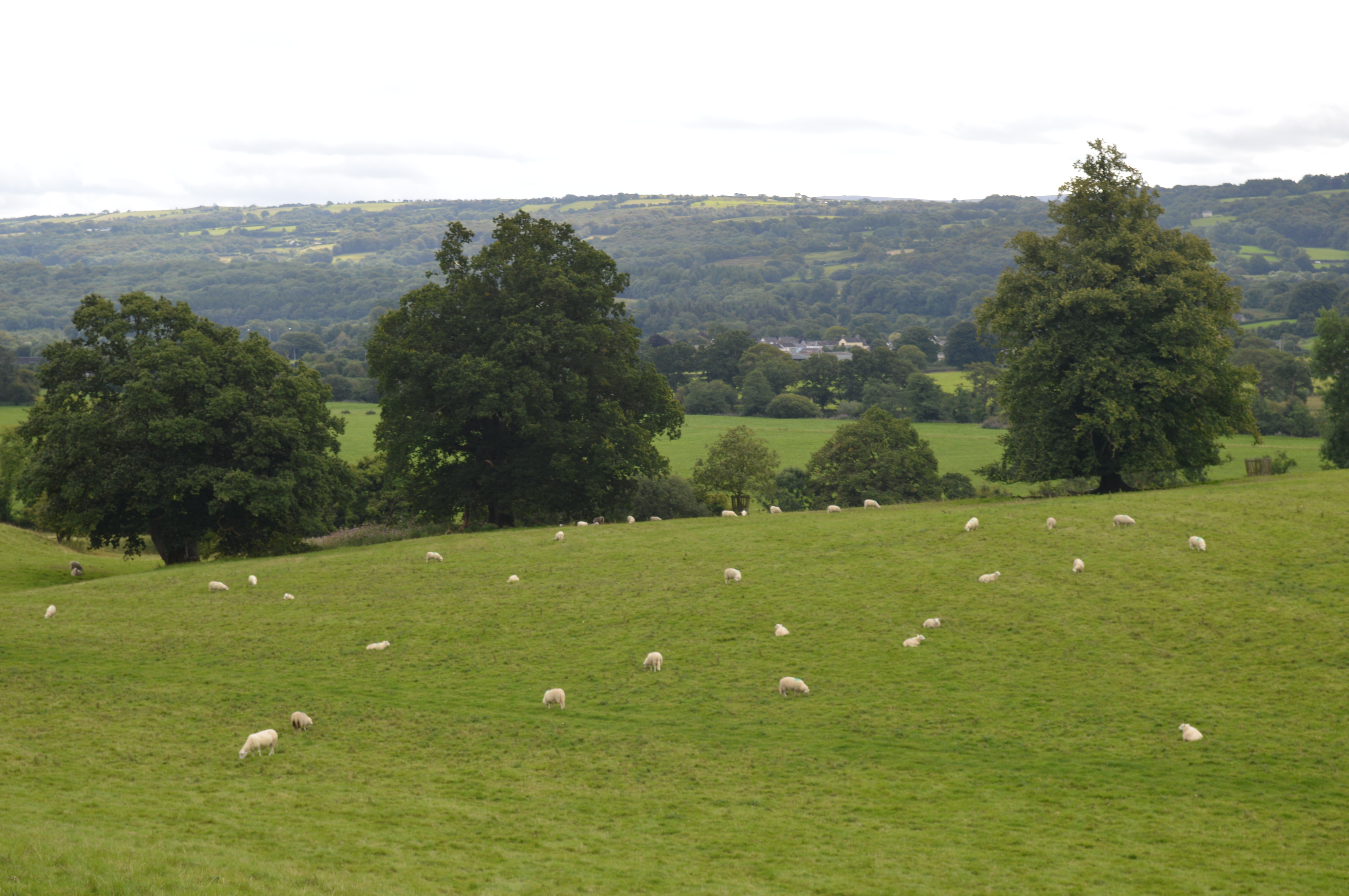 Pray Simply – Wandering Way